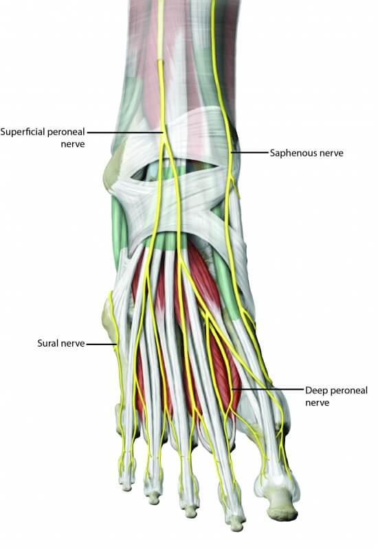 Medical Art by Catherine Sulzmann - Medical Art